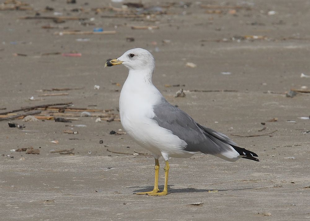 Armenian Gull ~ Jisr az-Zarqa, Israel - Nov' 15 | Birding the day away